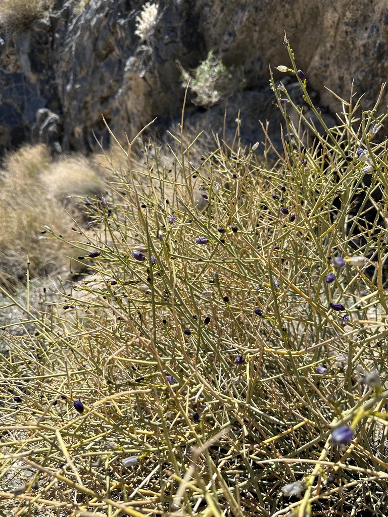 Turpentine Broom from Inyo, California, United States on March 7, 2023 ...