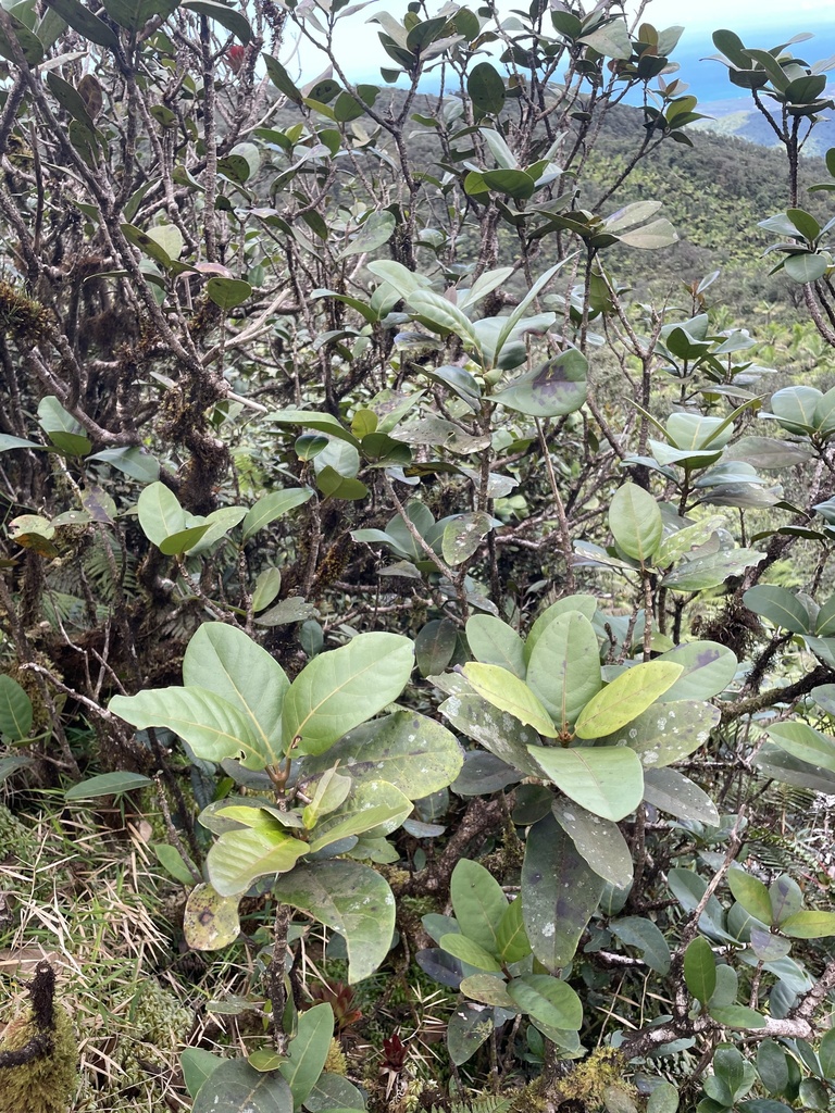 roble de sierra from El Yunque National Forest, Ceiba, Puerto Rico, US ...
