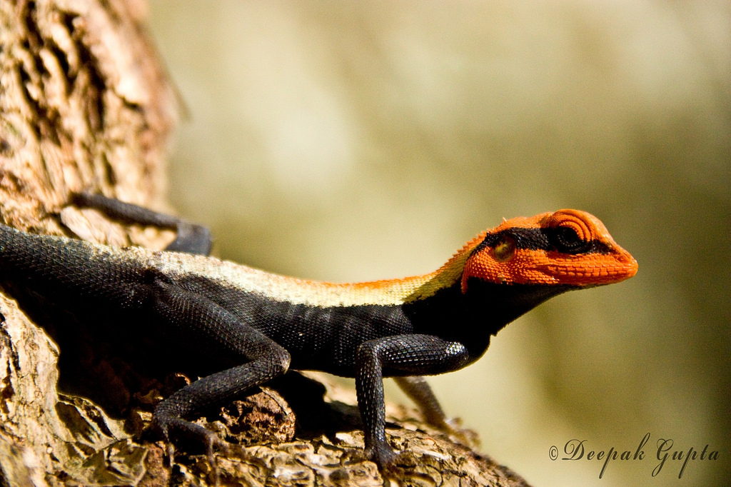 Psammophilus (Agamids of Kerala) · iNaturalist