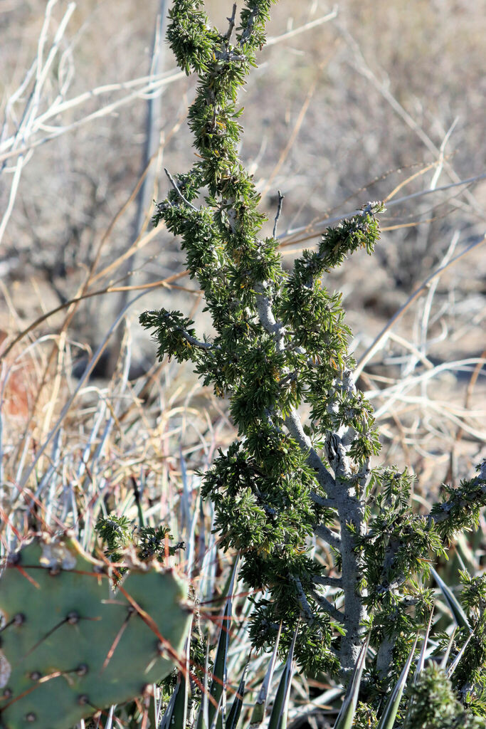 Texas lignum-vitae from Brewster County, TX, USA on March 3, 2023 at 04 ...