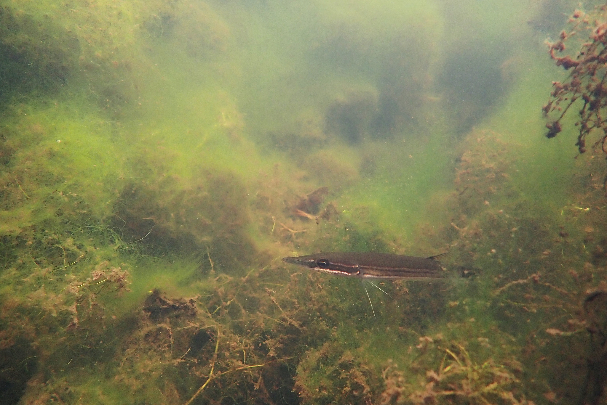 Luciocephalus pulcher (Gray, 1830)