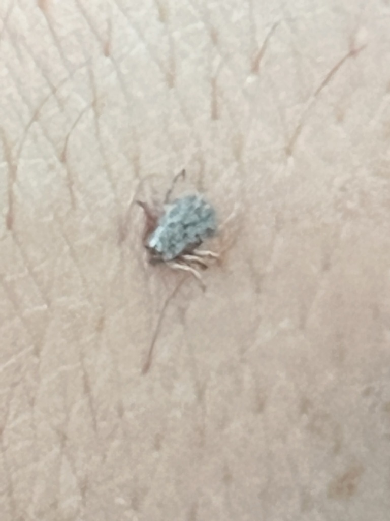 Pacific Coast Tick from Ensenada, B.C., México on March 07, 2023 at 05: ...