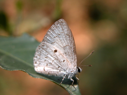 Genus Lestranicus · iNaturalist