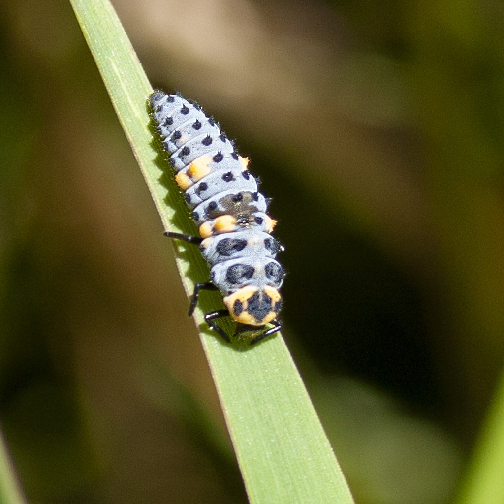 Nine-spotted Lady Beetle from Circle Park Meeker, CO 81641, USA on ...