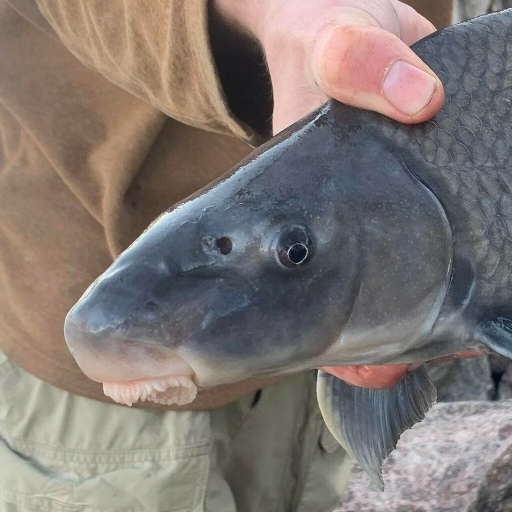 Blue Sucker in May 2022 by Native Fish For Tomorrow. Fish foul hooked ...