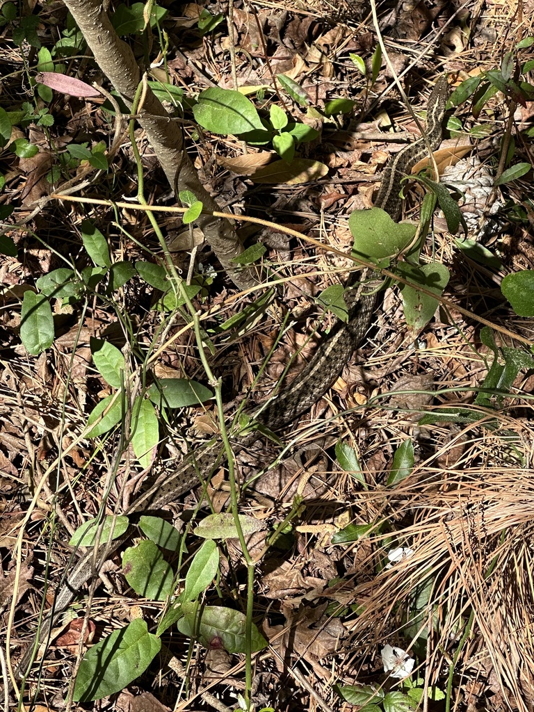 Gimkit - live learning game show