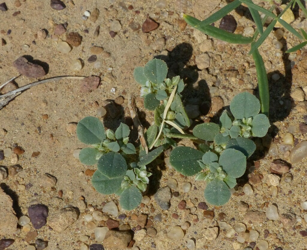 Limeum obovatum from Bada Bagh Rajasthan, India on September 21, 2013 ...
