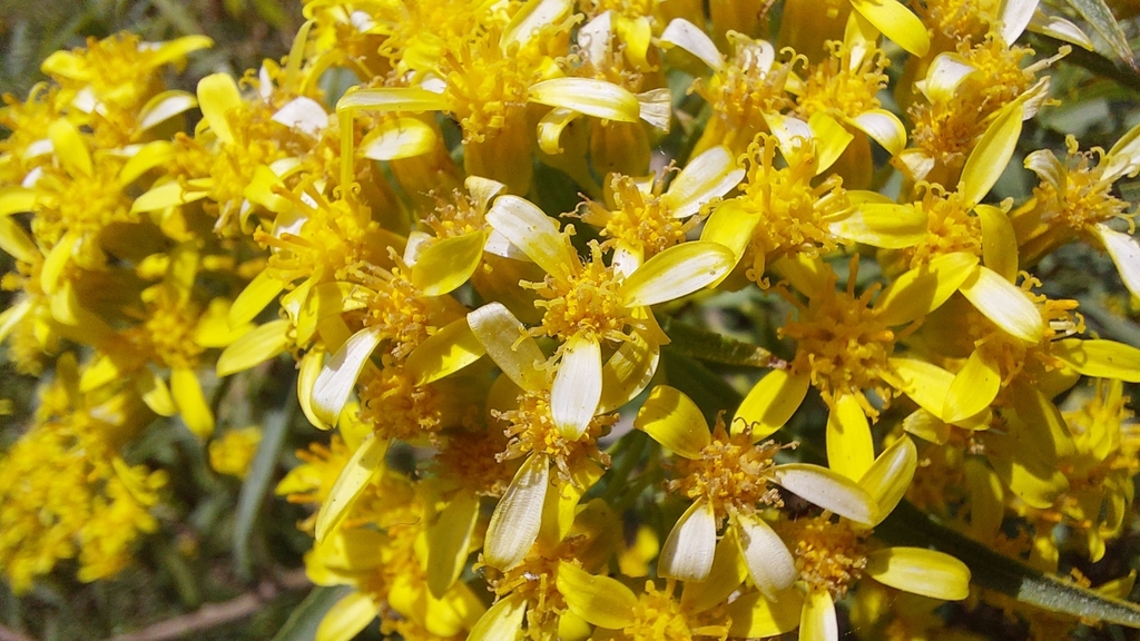 Willow Ragwort from Otilio Montaño, Cuautla, Mor., México on March 8, 2023 at 11:38 AM by sggs ...