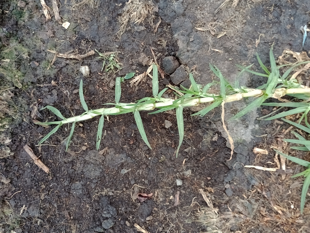 Kikuyu Grass from Suba, Bogotá, Colombia on March 5, 2023 at 05:10 PM ...