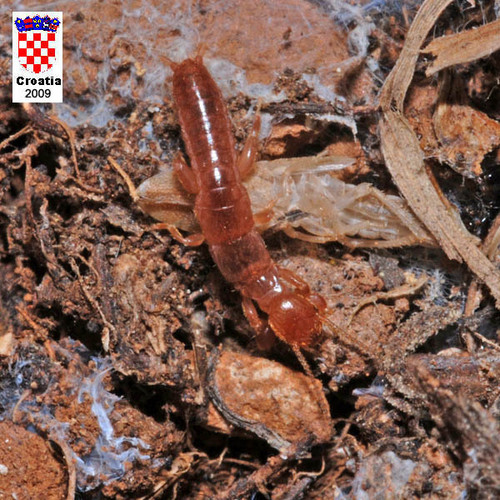 Embia tyrrhenica · iNaturalist