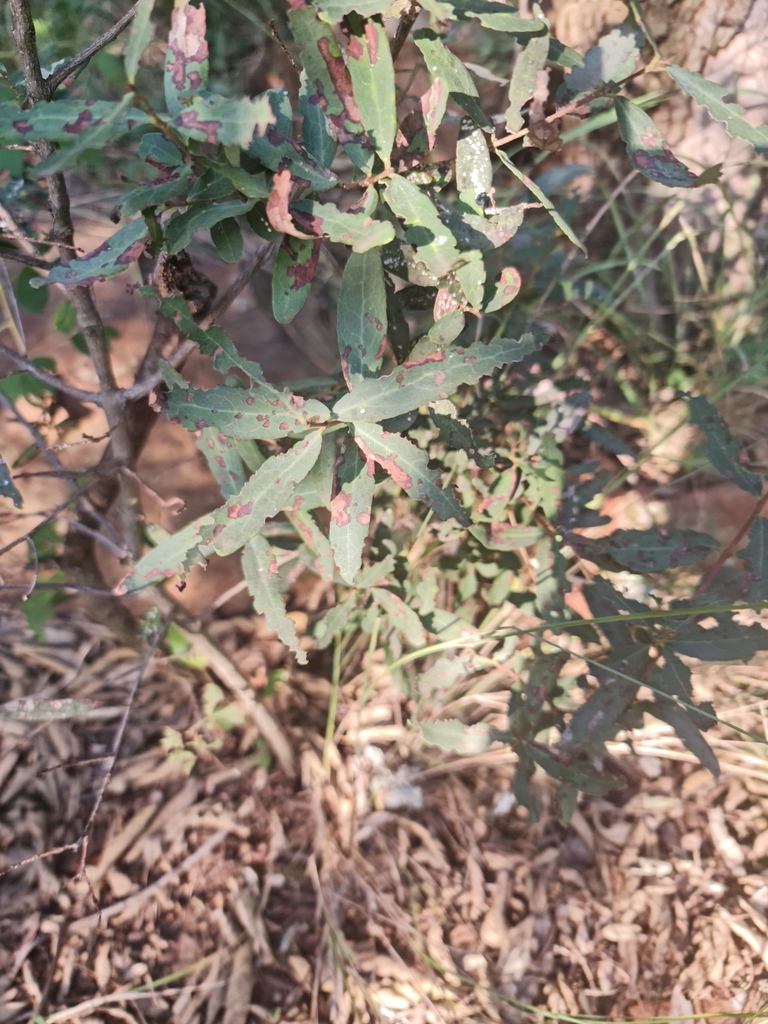 Blue Gwarrie from Merafong City Local Municipality, South Africa on ...