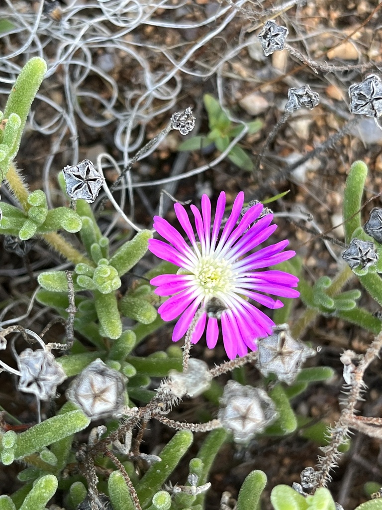 Eye Dewfig from Nama Khoi Rural, Springbok, NC, ZA on March 6, 2023 at ...