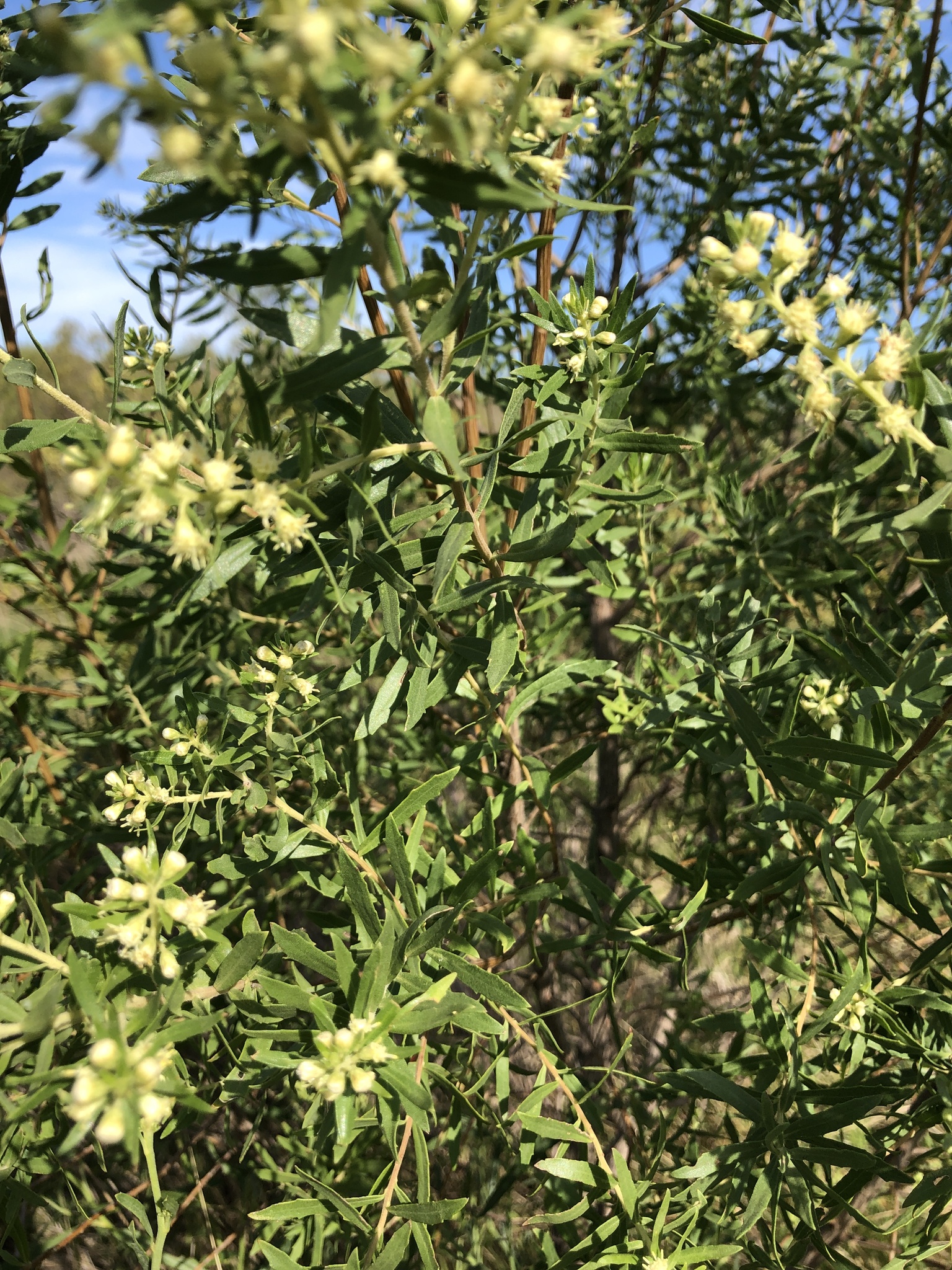 Baccharis dracunculifolia DC.