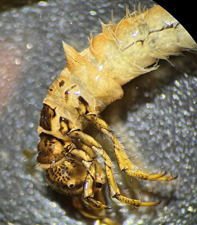 Limnephilus Leach, 1815