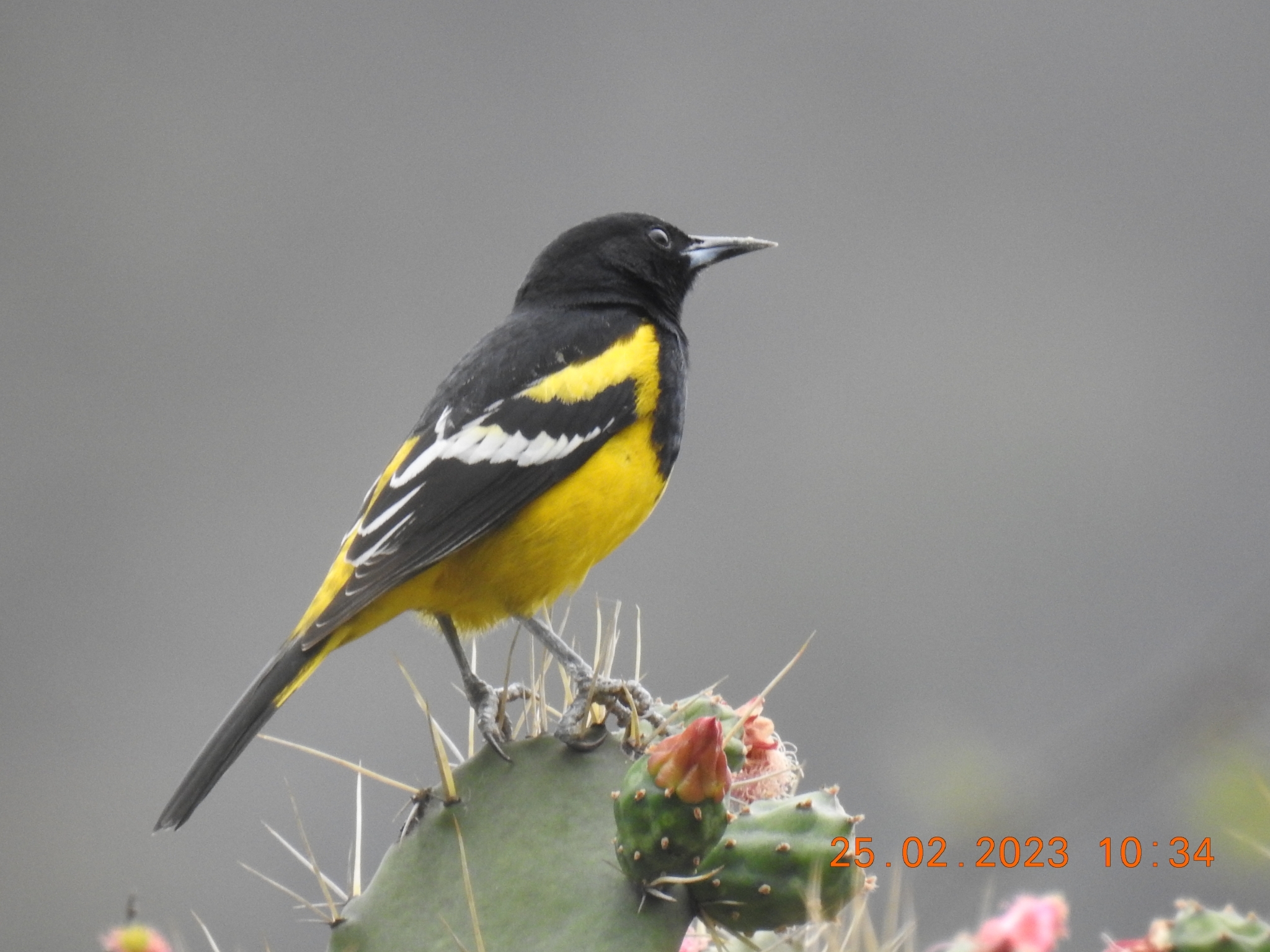 Icterus parisorum Bonaparte, 1838
