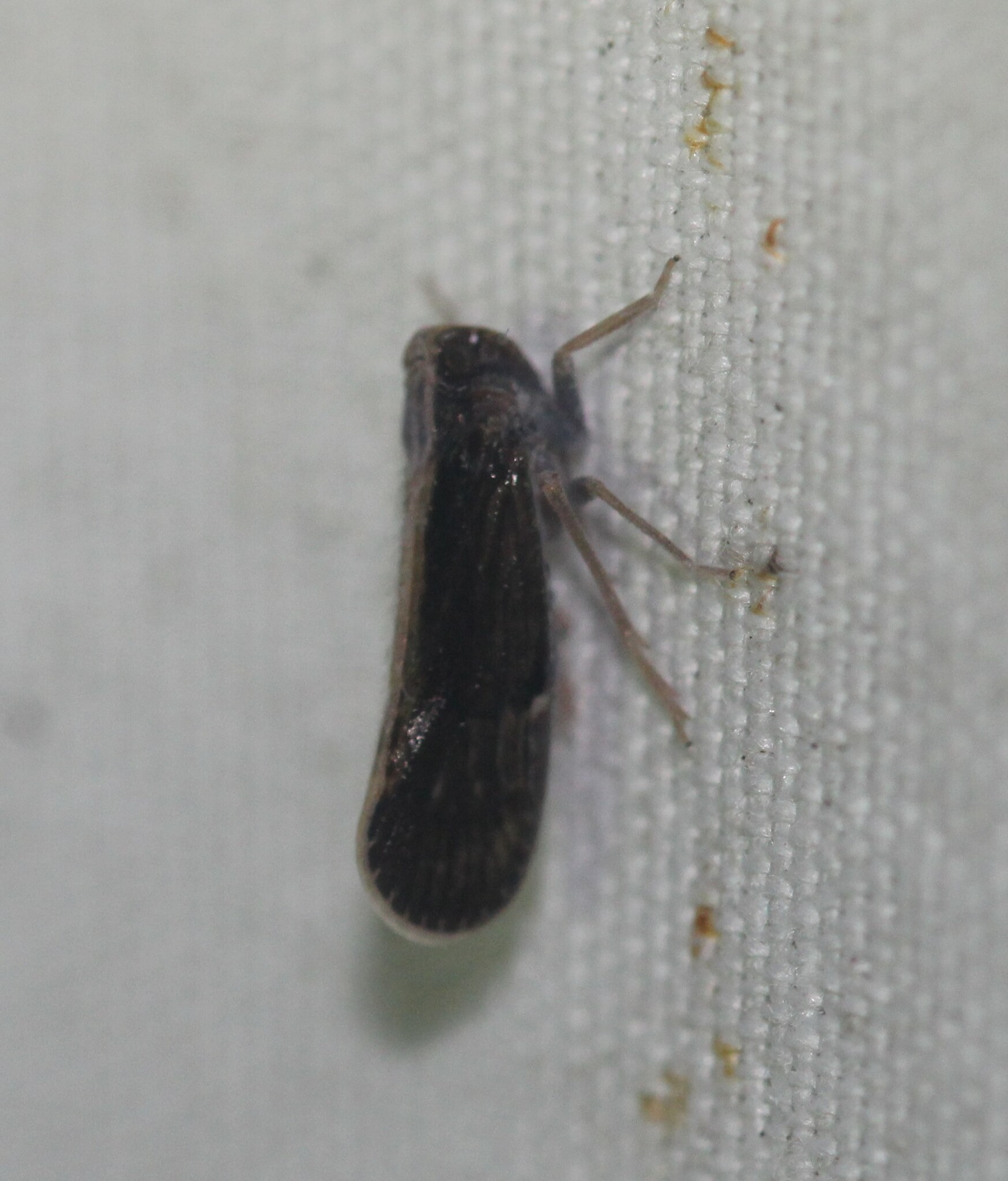 Cixiidae