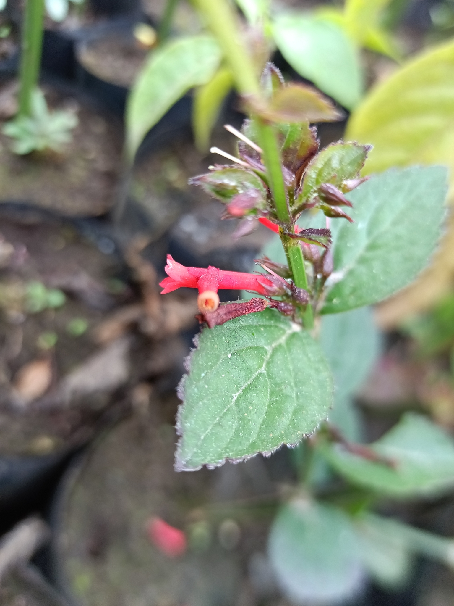 Russelia sarmentosa Jacq.