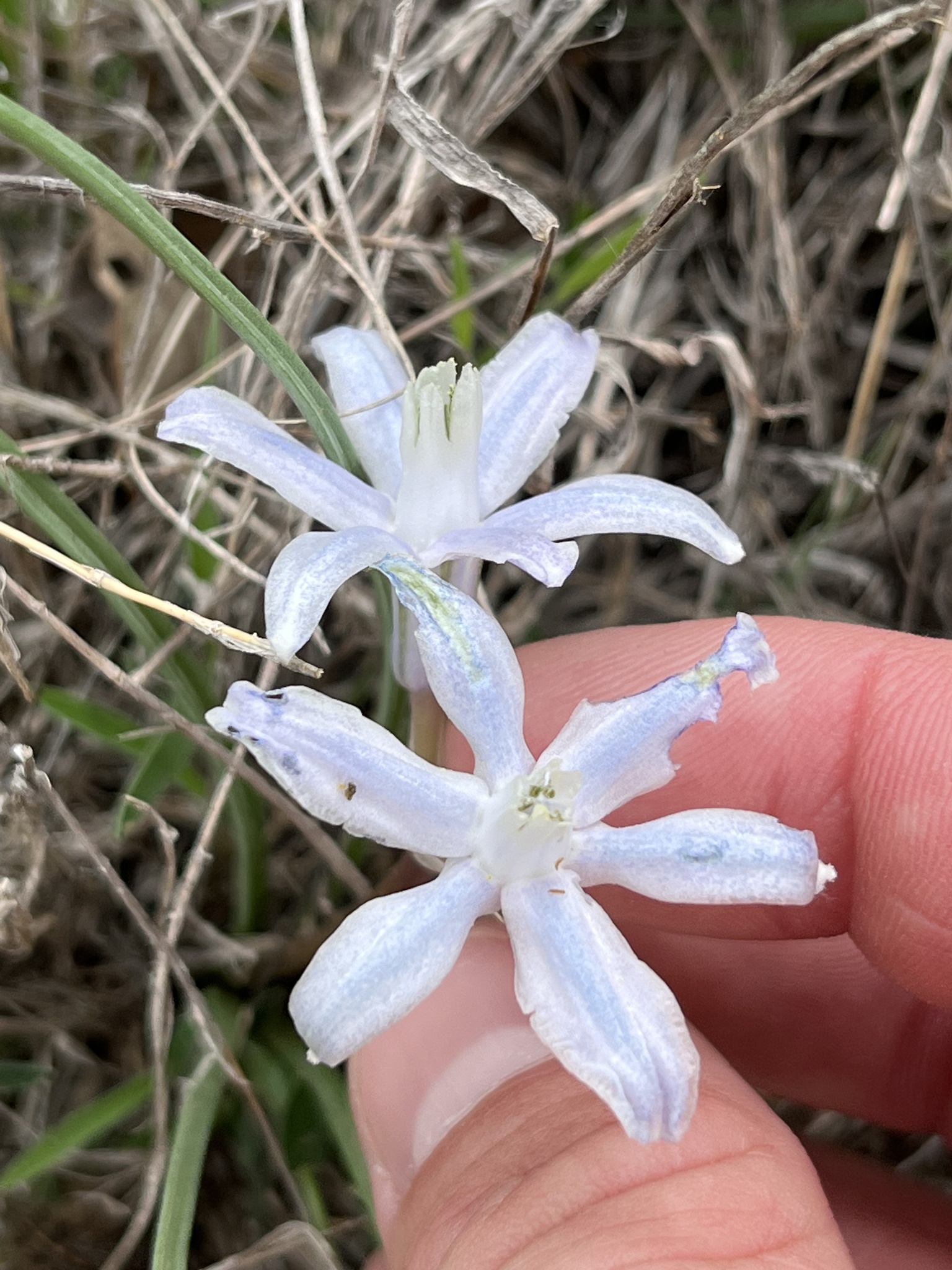 Androstephium coeruleum (Scheele) Greene