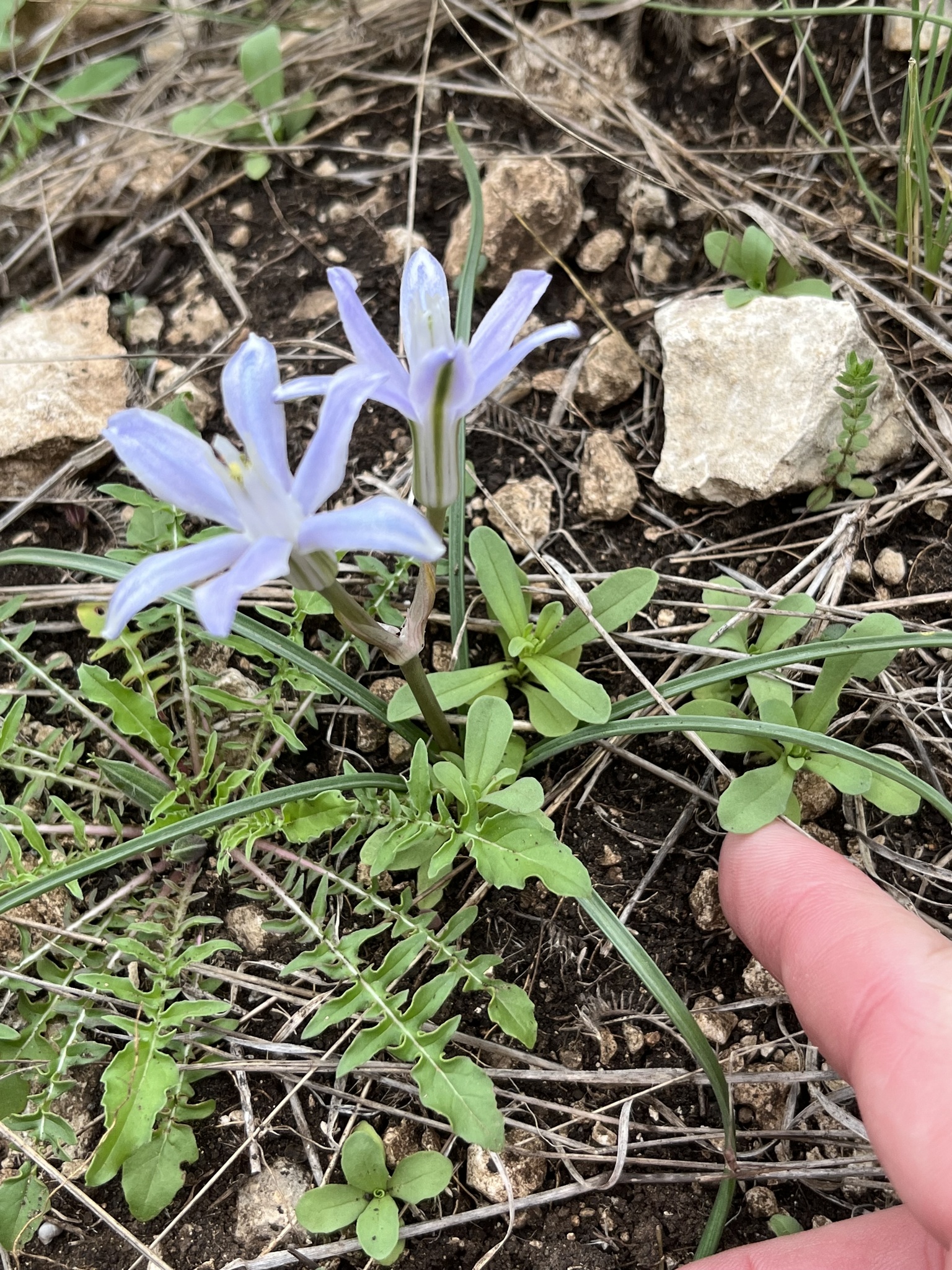 Androstephium coeruleum (Scheele) Greene