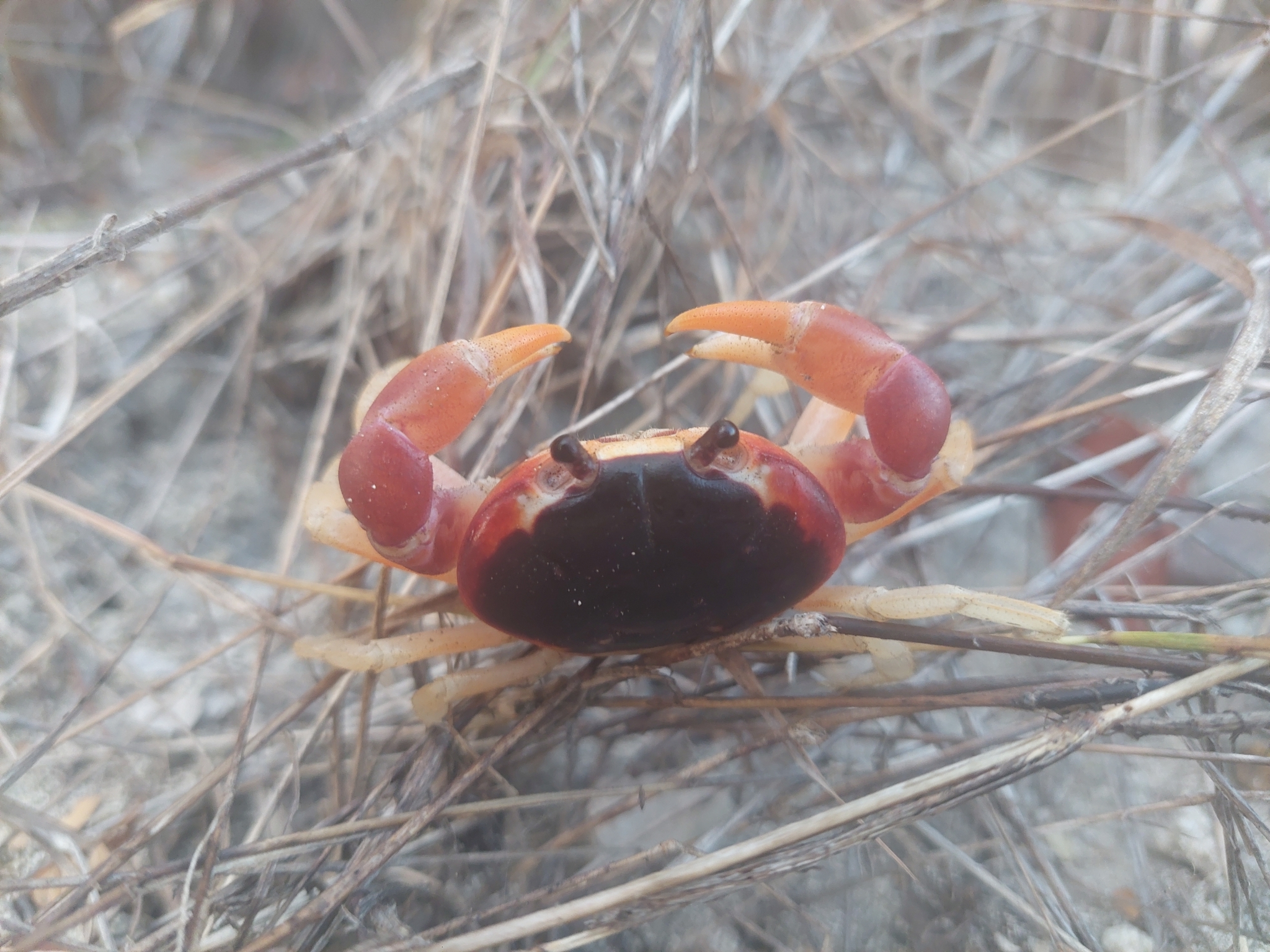 Gecarcinus lateralis Guérin, 1832