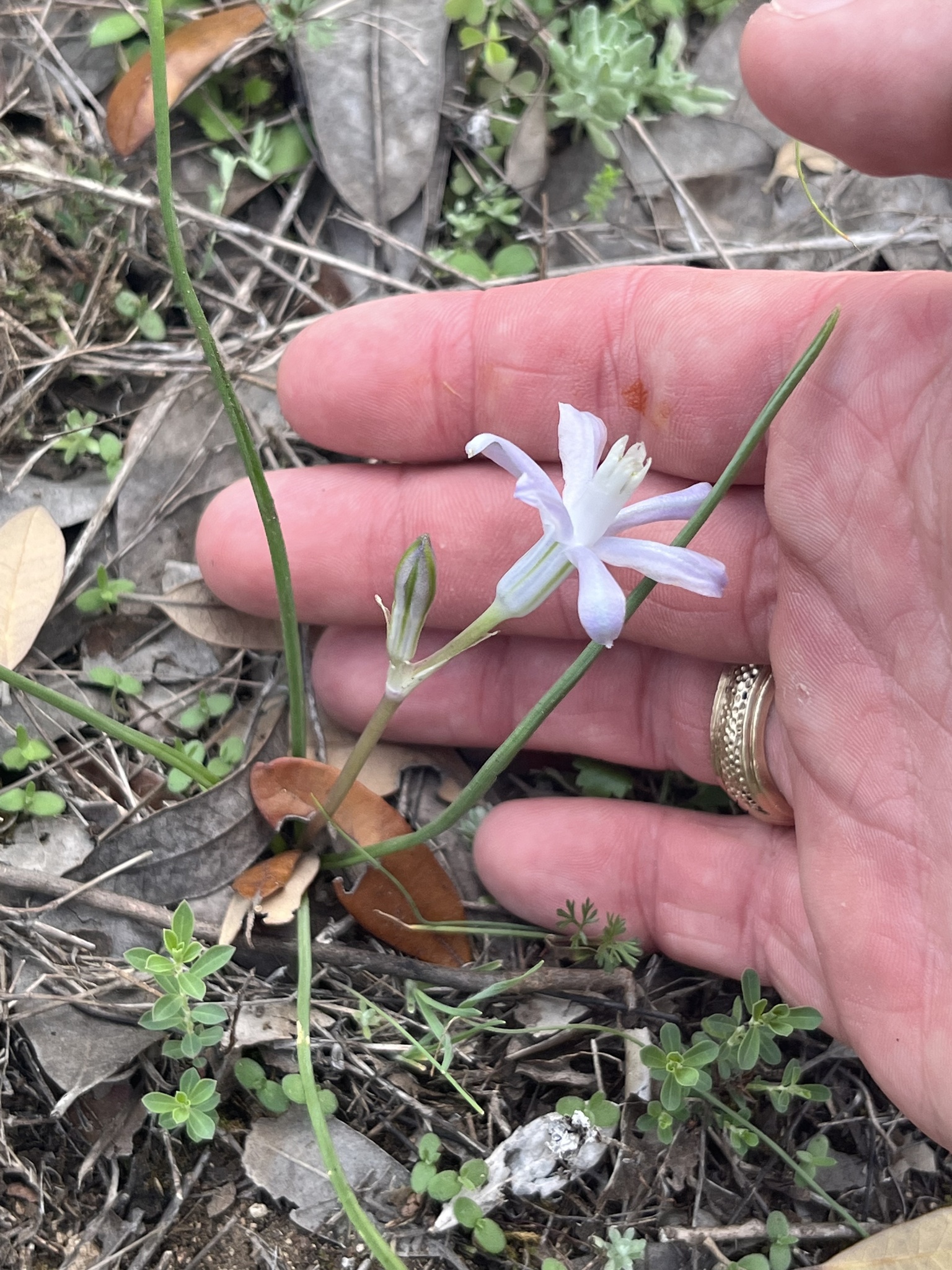 Androstephium coeruleum (Scheele) Greene