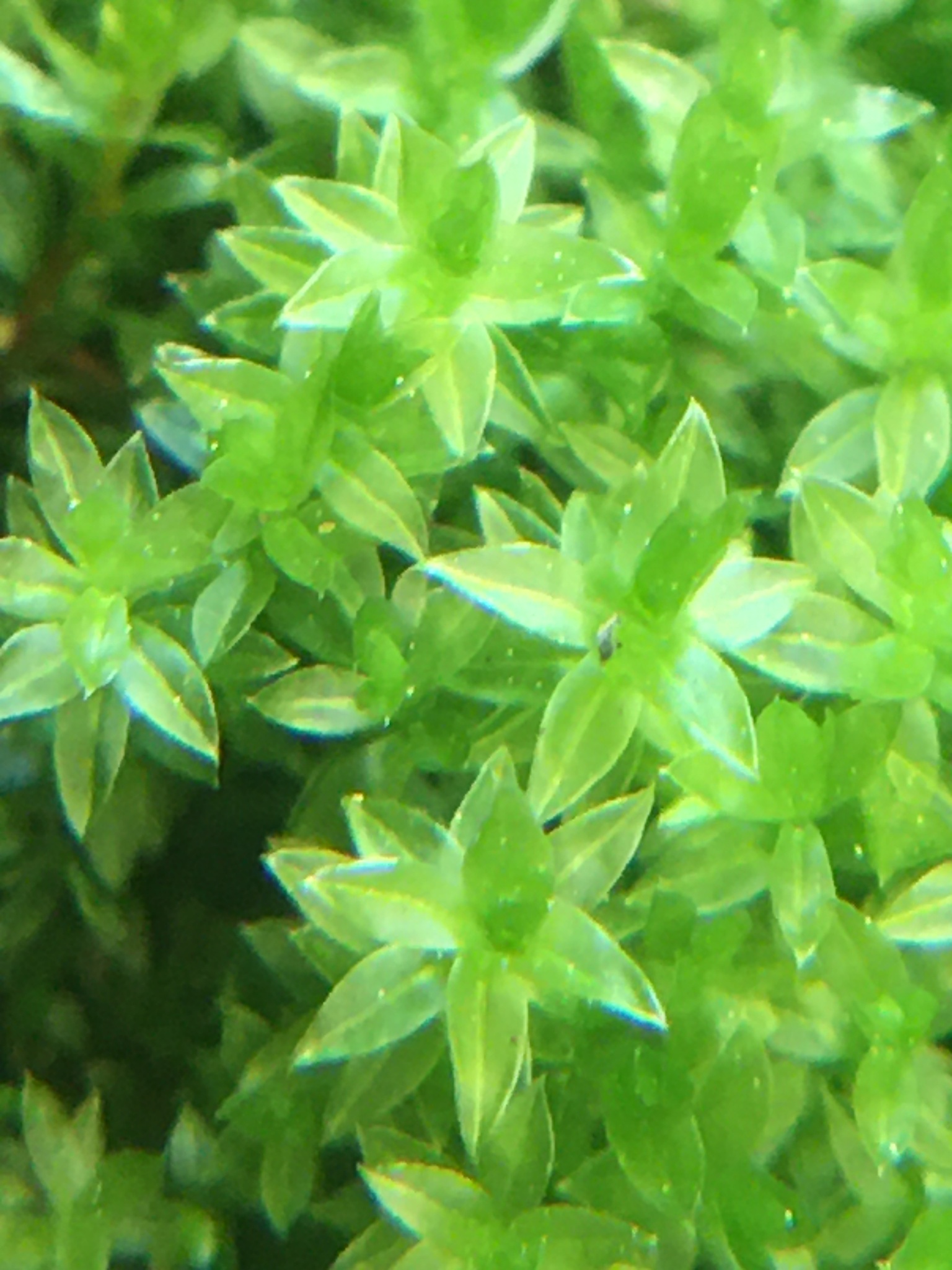 Mnium stellare Reichard ex Hedwig, 1801