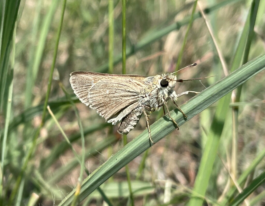 Ottoe Skipper in July 2021 by christian_nunes · iNaturalist