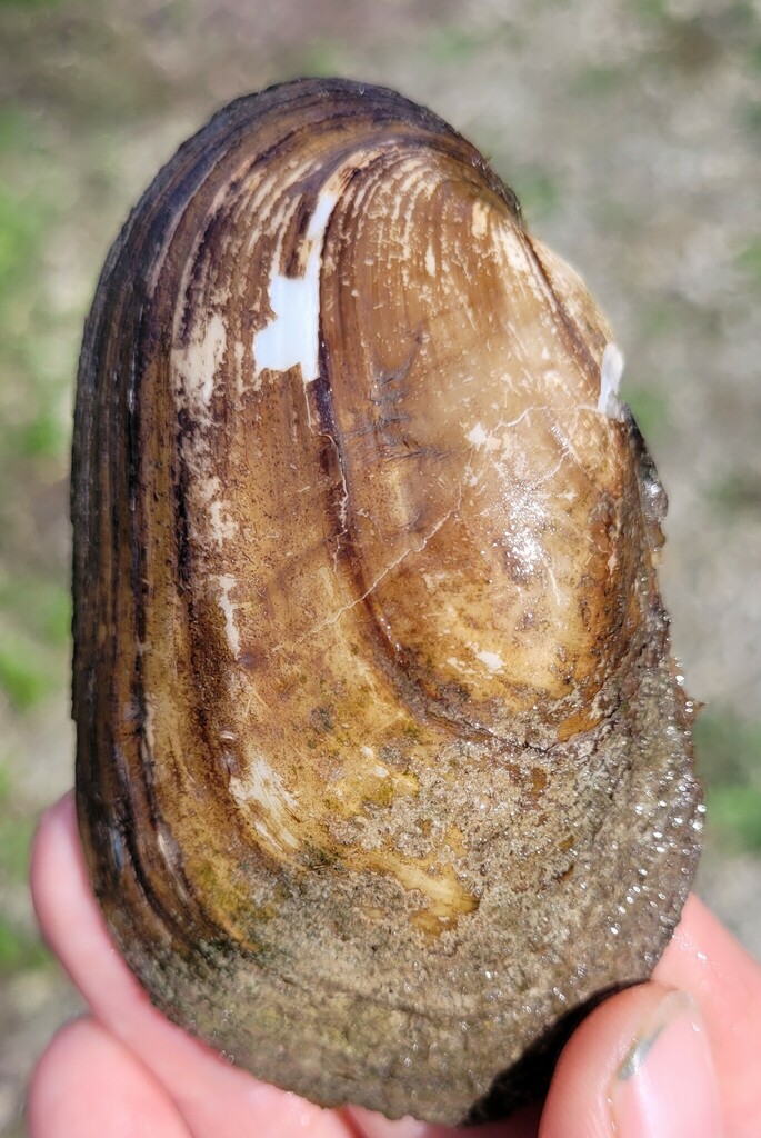 Fatmucket in September 2022 by Brenda Van Ryswyk · iNaturalist