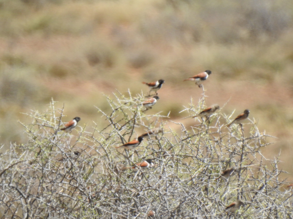 Black-headed Canary from Central Karoo District Municipality, South ...