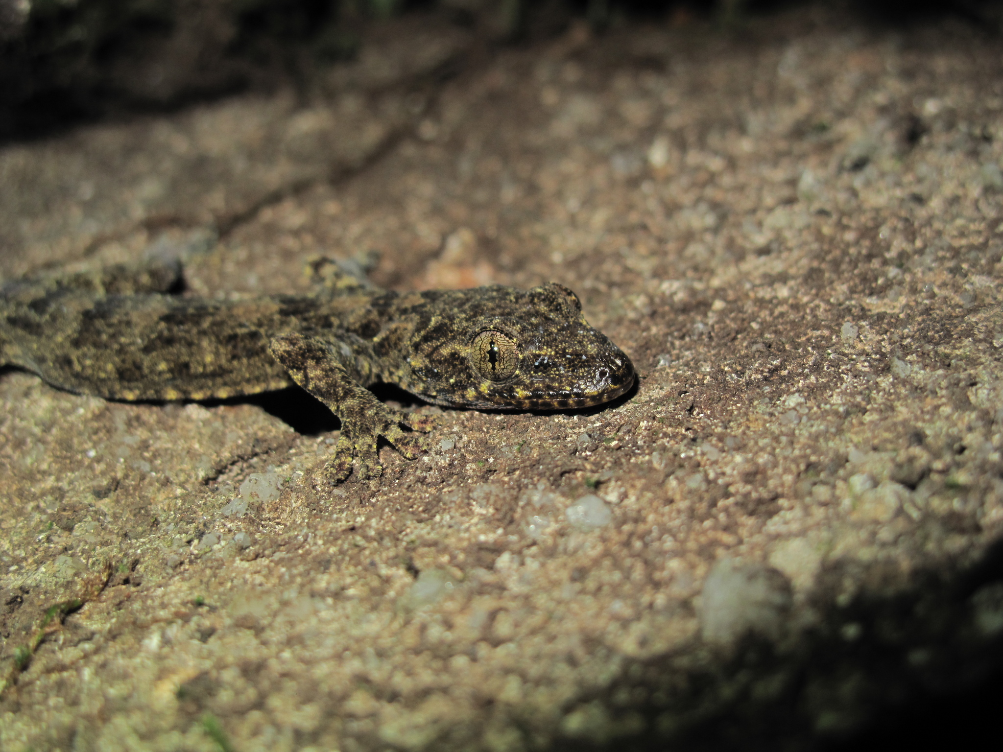 Gekko chinensis (Gray, 1842)