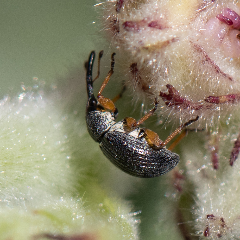 Pear-shaped Weevils from 17550 Dolus-d'Oléron, France on July 1, 2022 ...