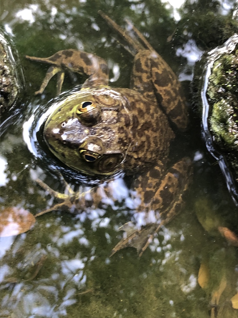 American Bullfrog from University of Hawaiʻi at Mānoa, Honolulu, HI, US ...