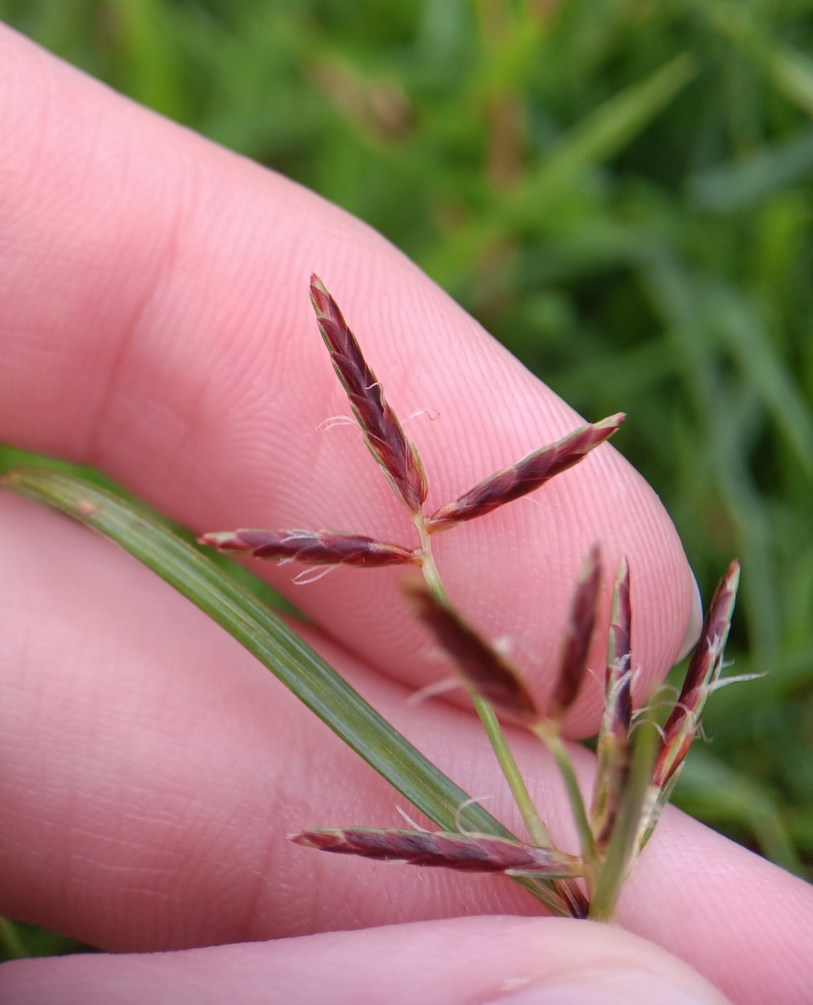 Cyperus rotundus L.