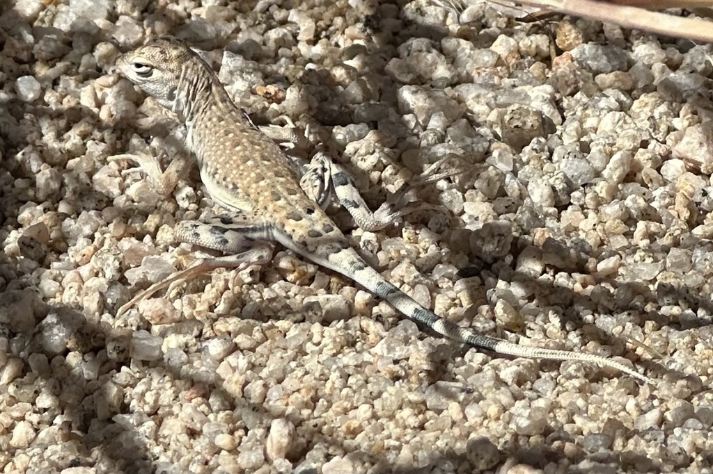 Zebra-tailed Lizard from Joshua Tree National Park, Twentynine Palms ...