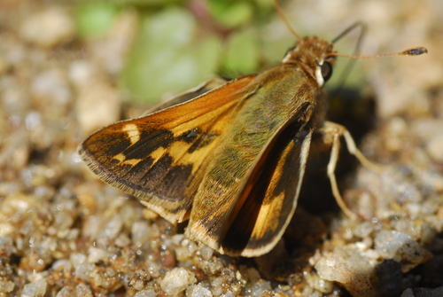 Stinga kendamulaza · iNaturalist