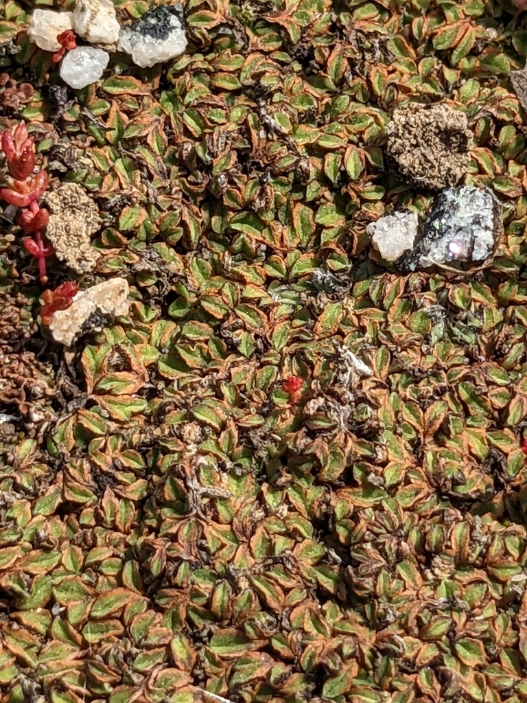 Something from Homeland, CA 92548, USA on March 6, 2023 at 01:19 PM by ...