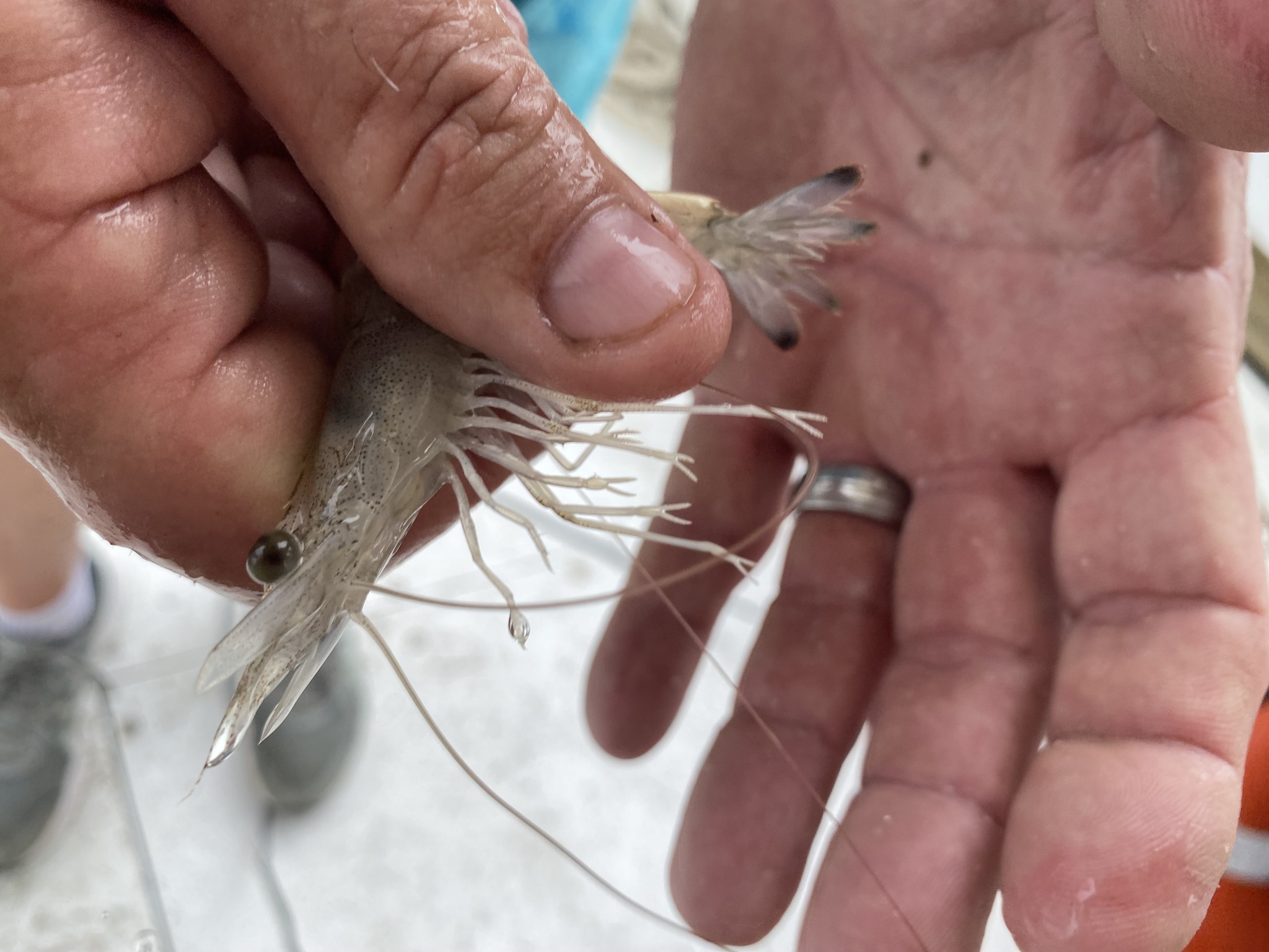 Penaeus setiferus (Linnaeus, 1767)