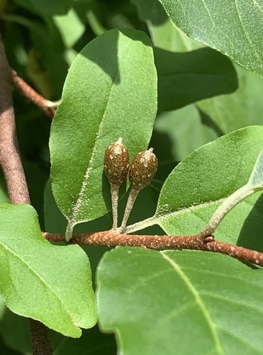 Autumn Olive (EwA Guide to Common Invasive Species in Middlesex County ...