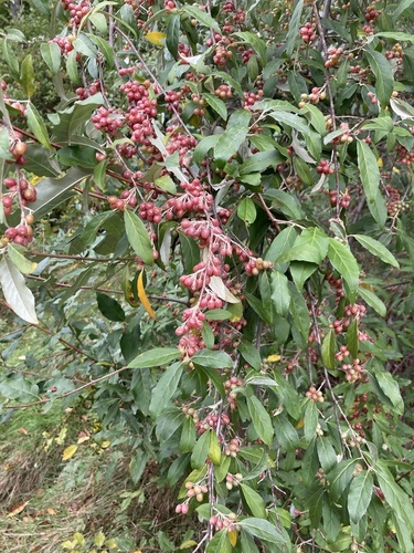 Autumn Olive (EwA Guide to Common Invasive Species in Middlesex County ...