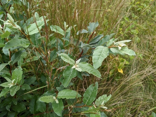 Autumn Olive (EwA Guide to Common Invasive Species in Middlesex County ...