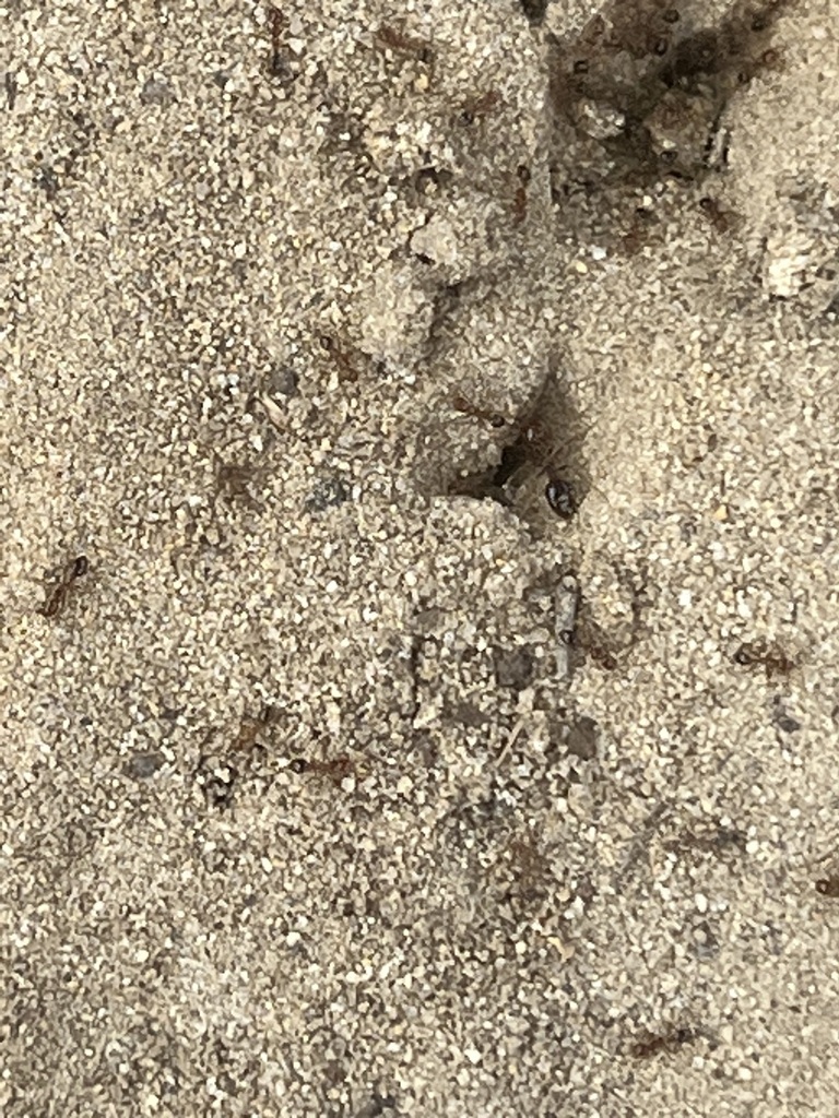 Red Imported Fire Ant from 20213 Regal Fern ct on March 08, 2023 by ...