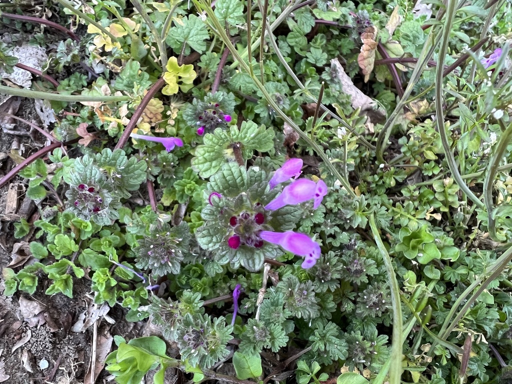 henbit deadnettle from Basil Ct, Upper Marlboro, MD, US on March 8 ...