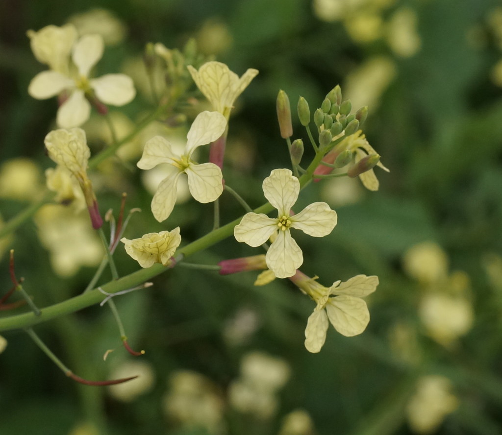 Jointed Charlock (Coastal plants of Eastbourne) · iNaturalist