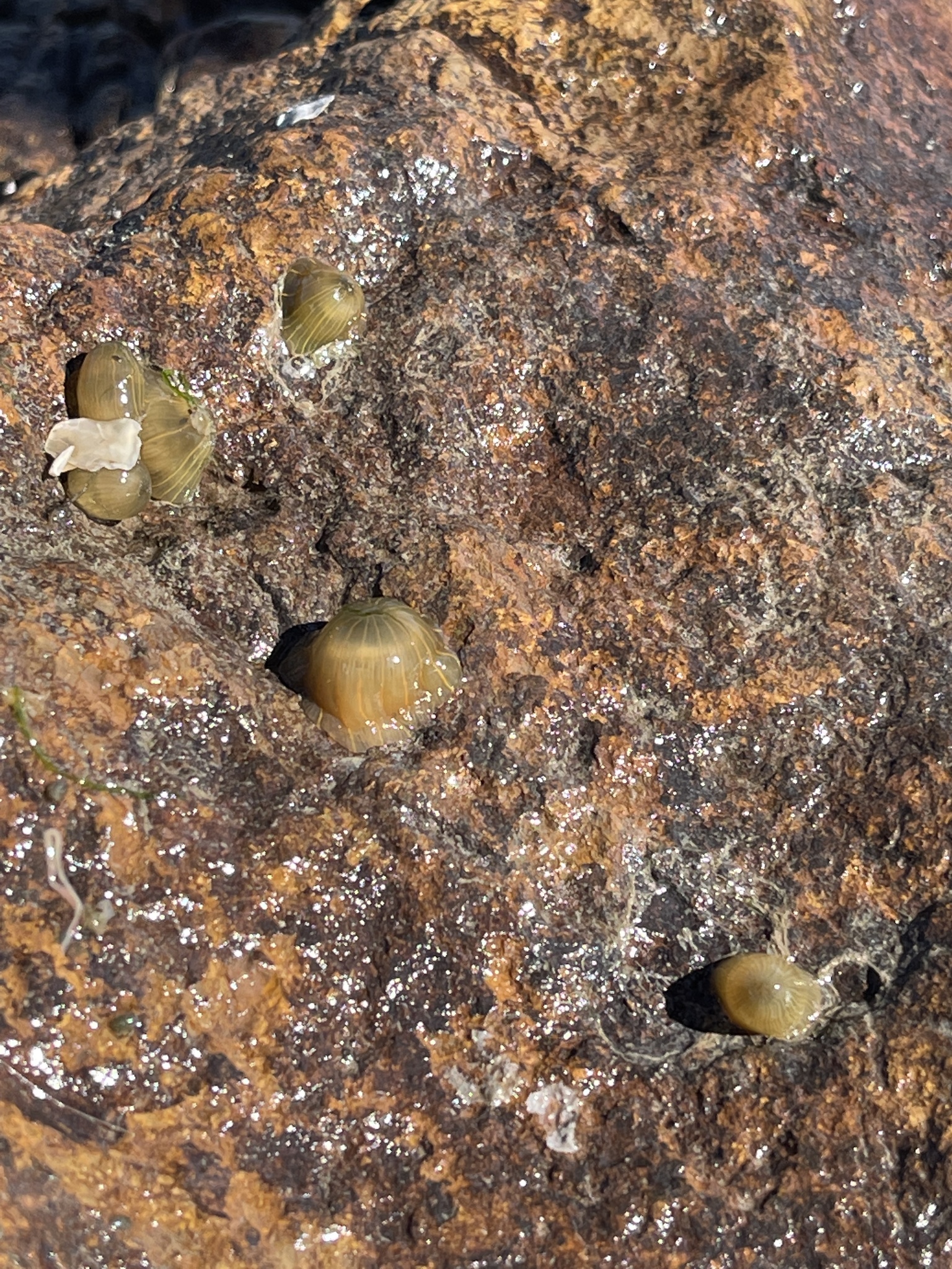 Diadumene lineata (Verrill, 1869)