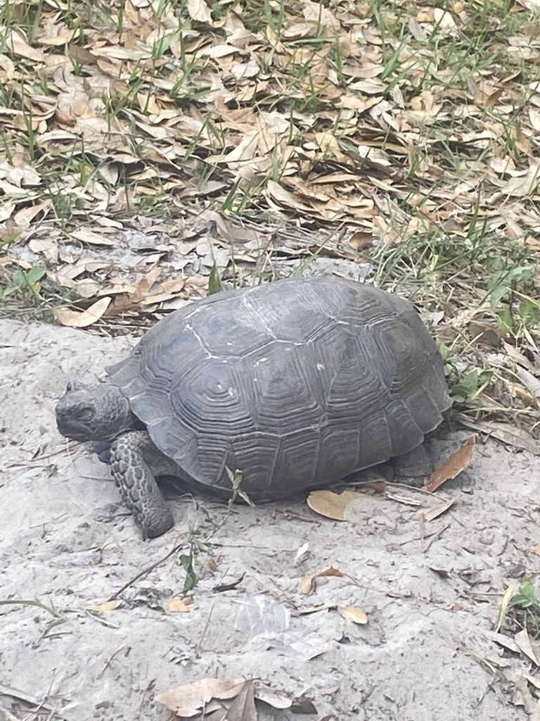 Gopher Tortoise in March 2023 by nz. This tortoise's shell is grey in ...