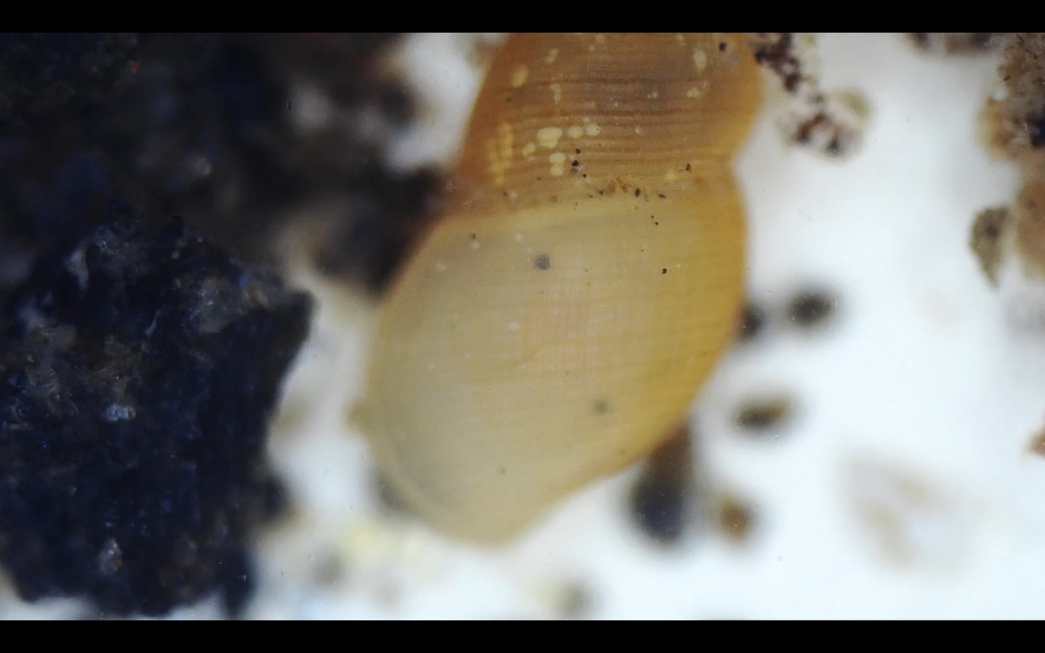 Onoba semicostata (Montagu, 1803)