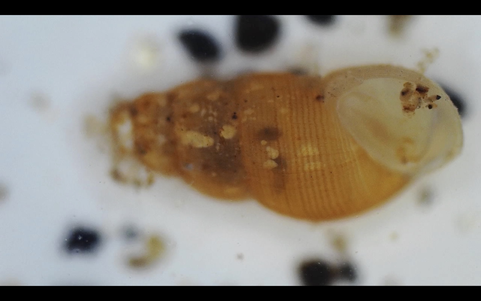 Onoba semicostata (Montagu, 1803)