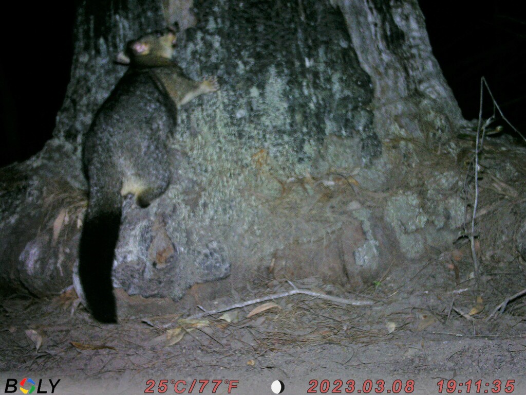 Common Brushtail Possum from Talegalla Weir QLD 4650, Australia on ...