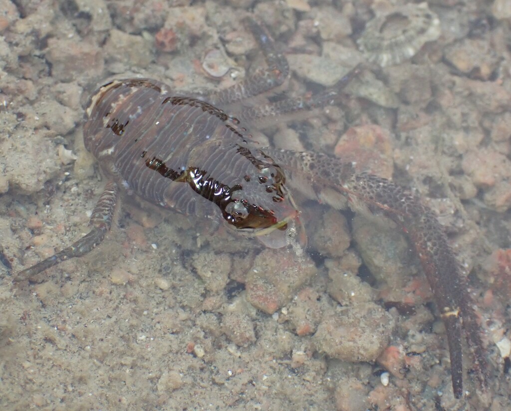Black Squat Lobster from La Rocque on March 04, 2023 at 01:55 PM by ...