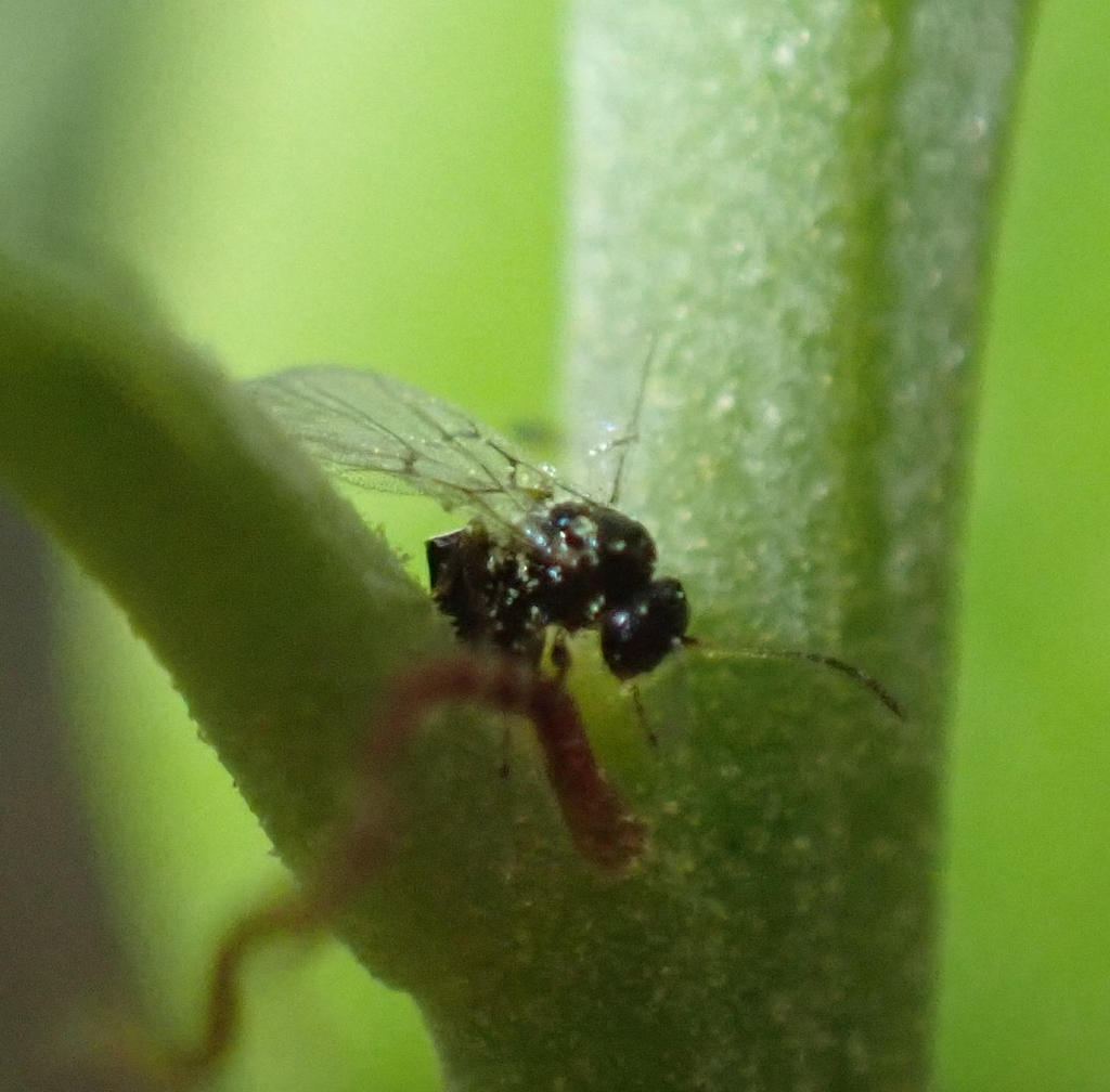 Neuroterus valhalla from 6100 Main MS-119, Mudd Building, Houston, TX ...